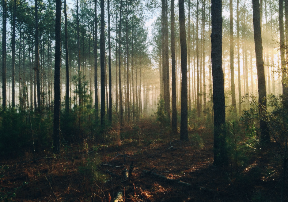 Nos réalisations - MiniBigForest