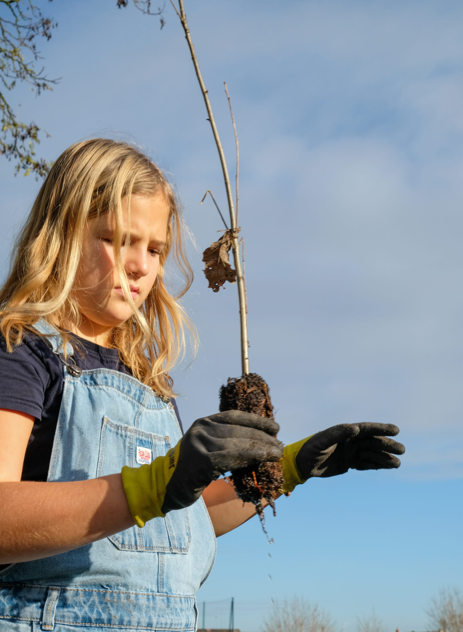 La forêt d'Amazonia - MiniBigForest