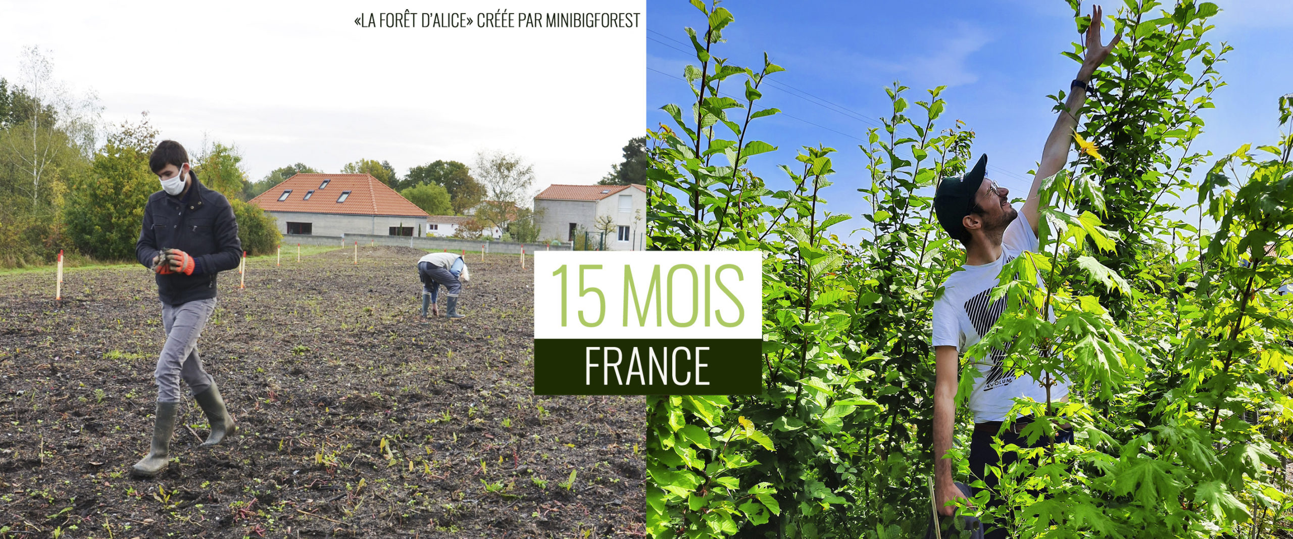 La MiniBigForest - MiniBigForest